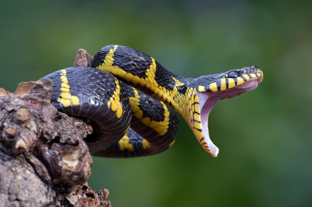 What to Do If You’re Bitten by a Snake | Aussie Pharmacy